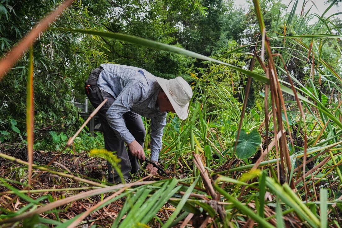 How friends in South Carolina are restoring a wetland and bringing ...